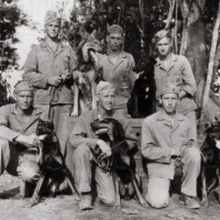 Doberman Military Service – DOBERMANS DEN