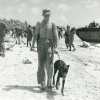 Doberman Military Service – DOBERMANS DEN