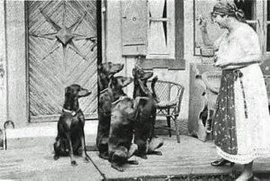 Vintage Doberman Photos – DOBERMANS DEN